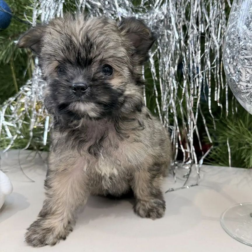 Йоркширский терьер, щенок