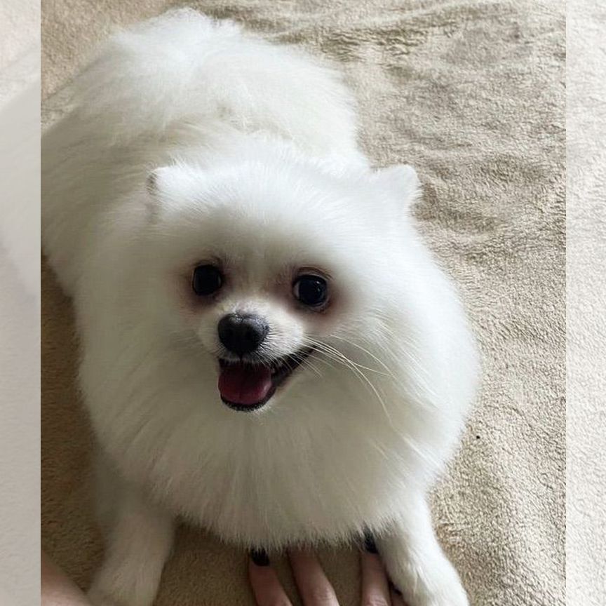 Немецкий шпиц вязка