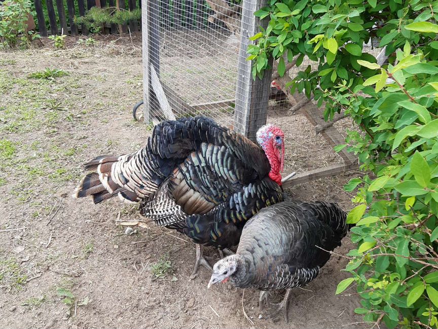 Индюки бронза семья