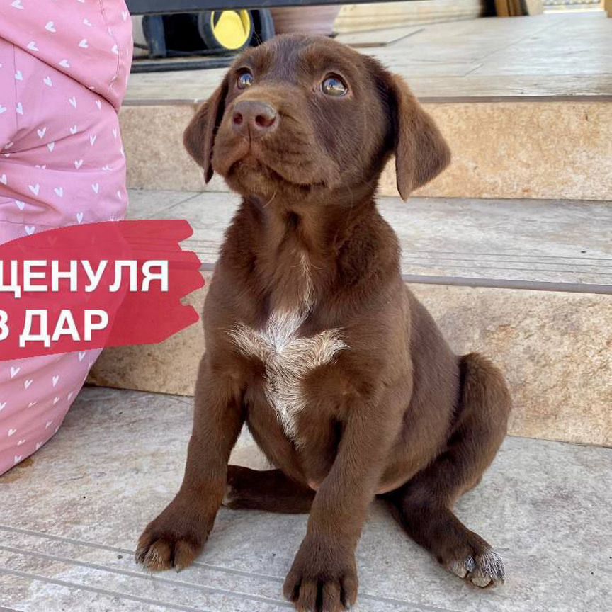 Курцхаар, щенок