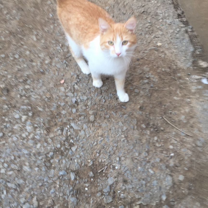 Котика в добрые ручки