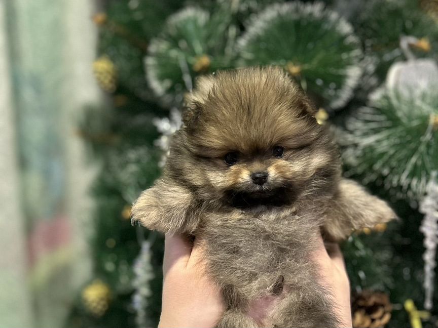 Продам щенков шпица мини мишка