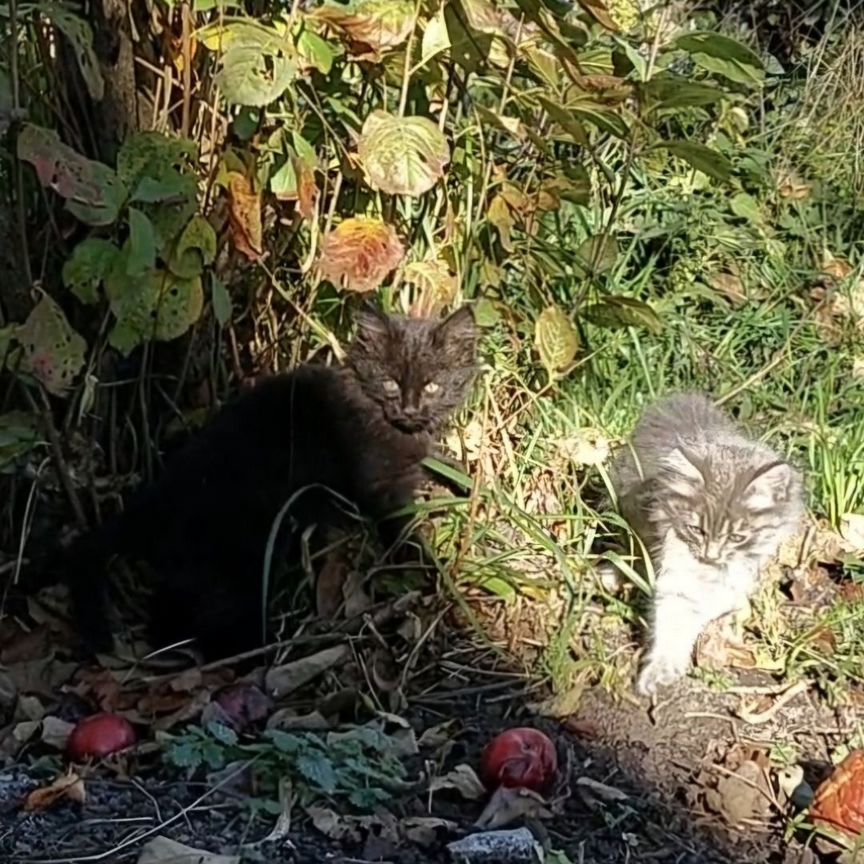 Котята брошены в садах
