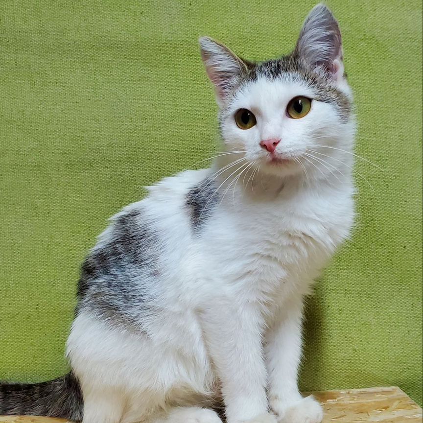Юная кошечка ищет дом