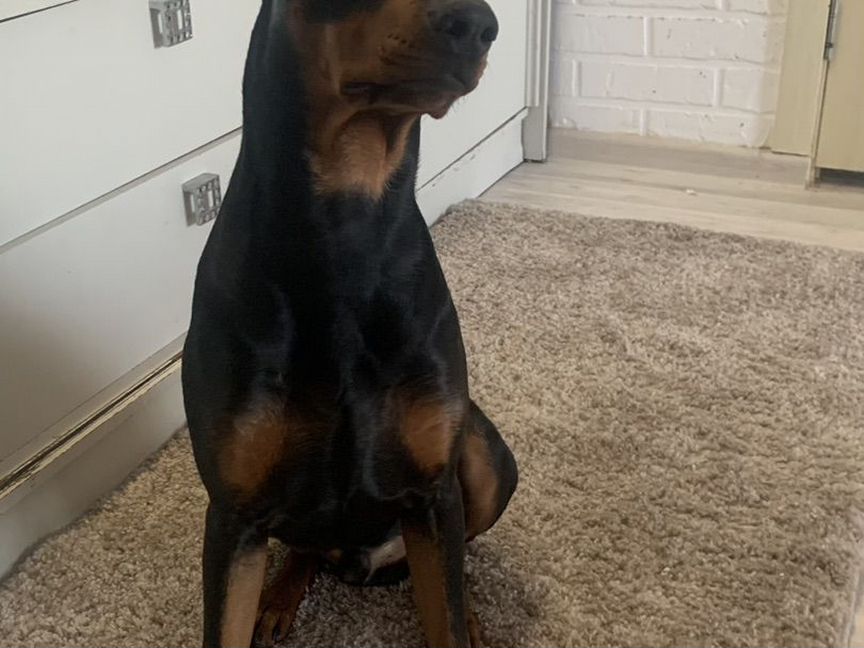 Немецкий пинчер