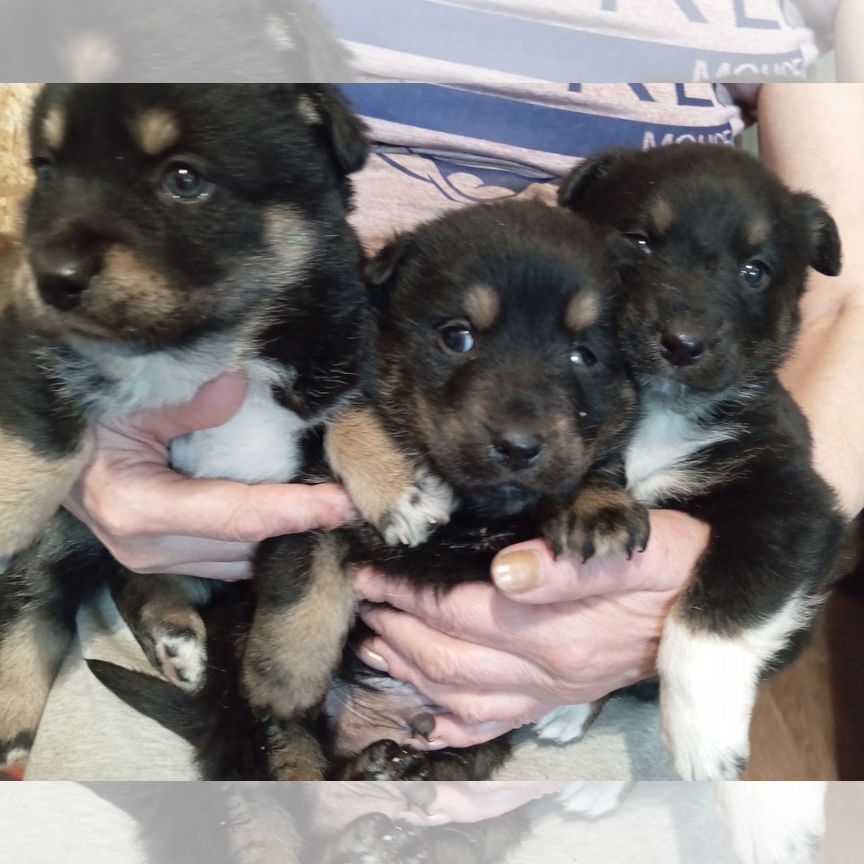 Щенок в добрые руки