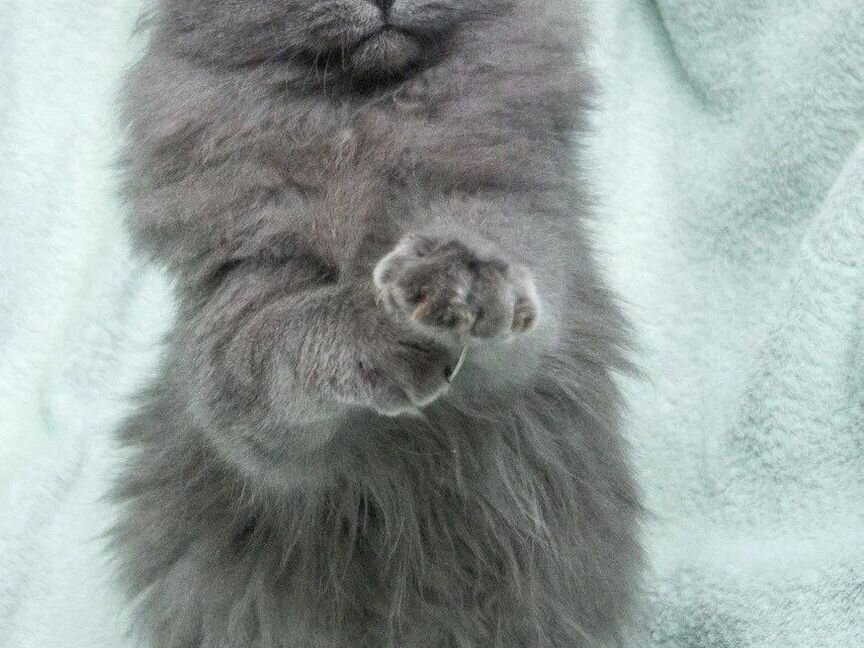 Котята