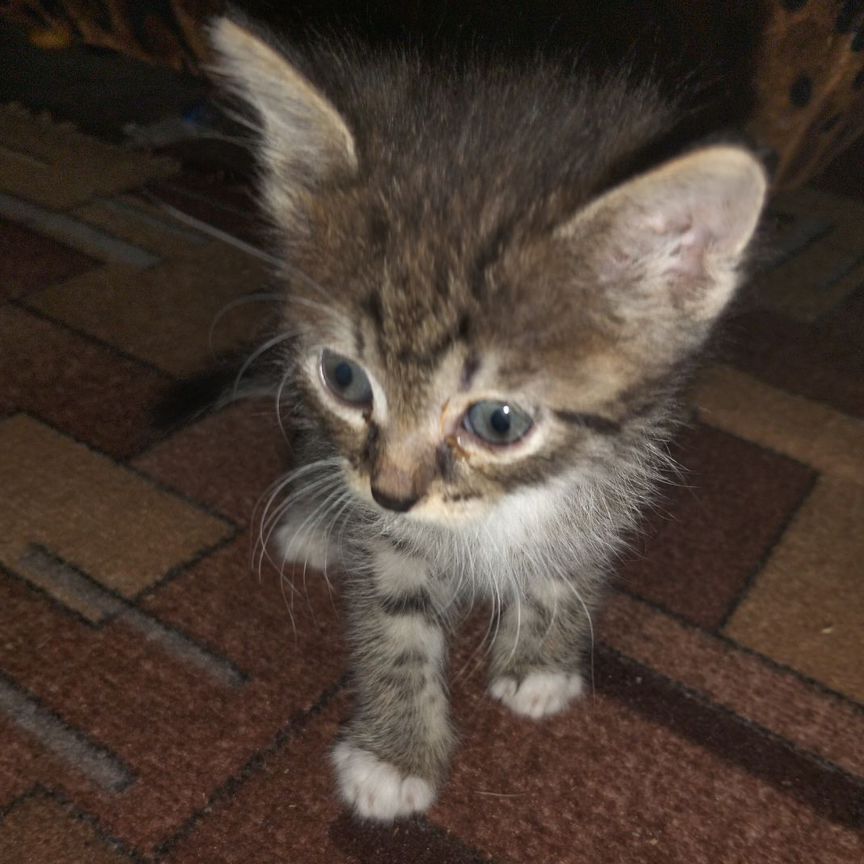 Котёнок в добрые руки