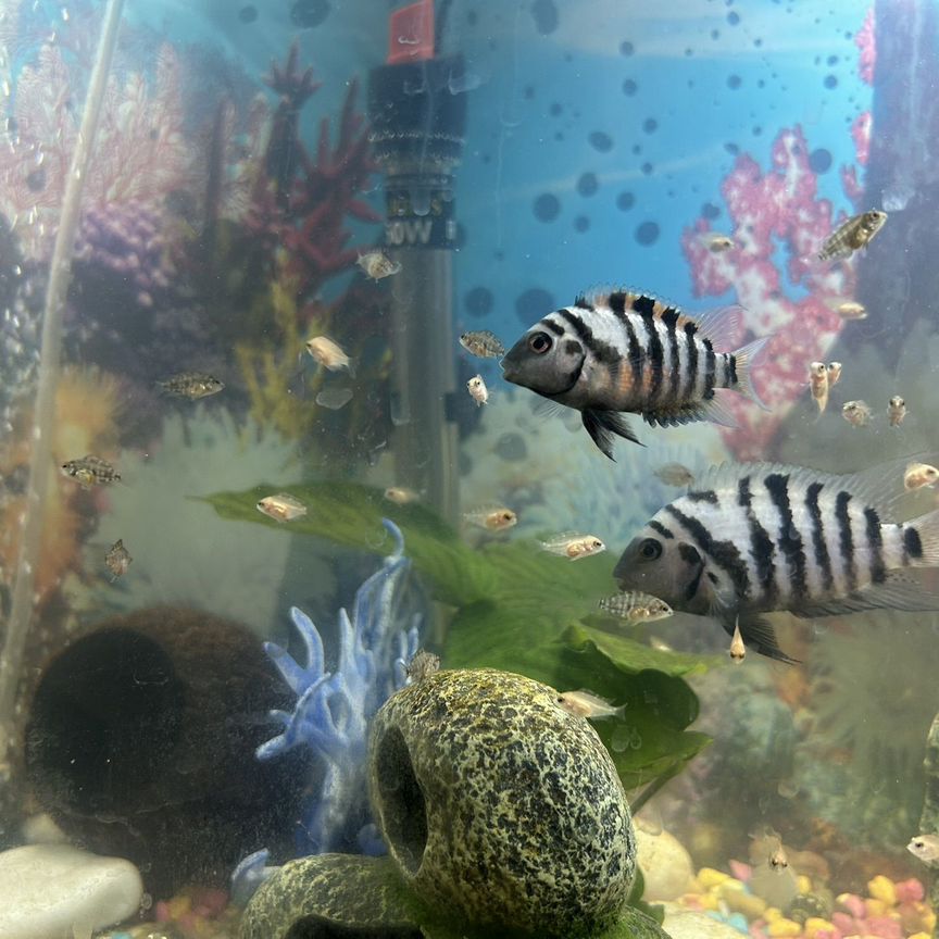 Рыба цихлозома чернополосная