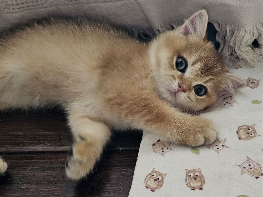 Котята золотая шиншилла