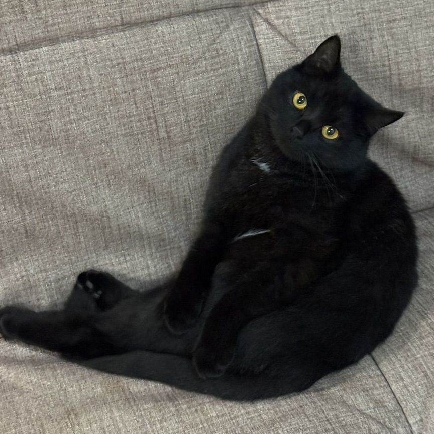 Взрослый кот в добрые руки