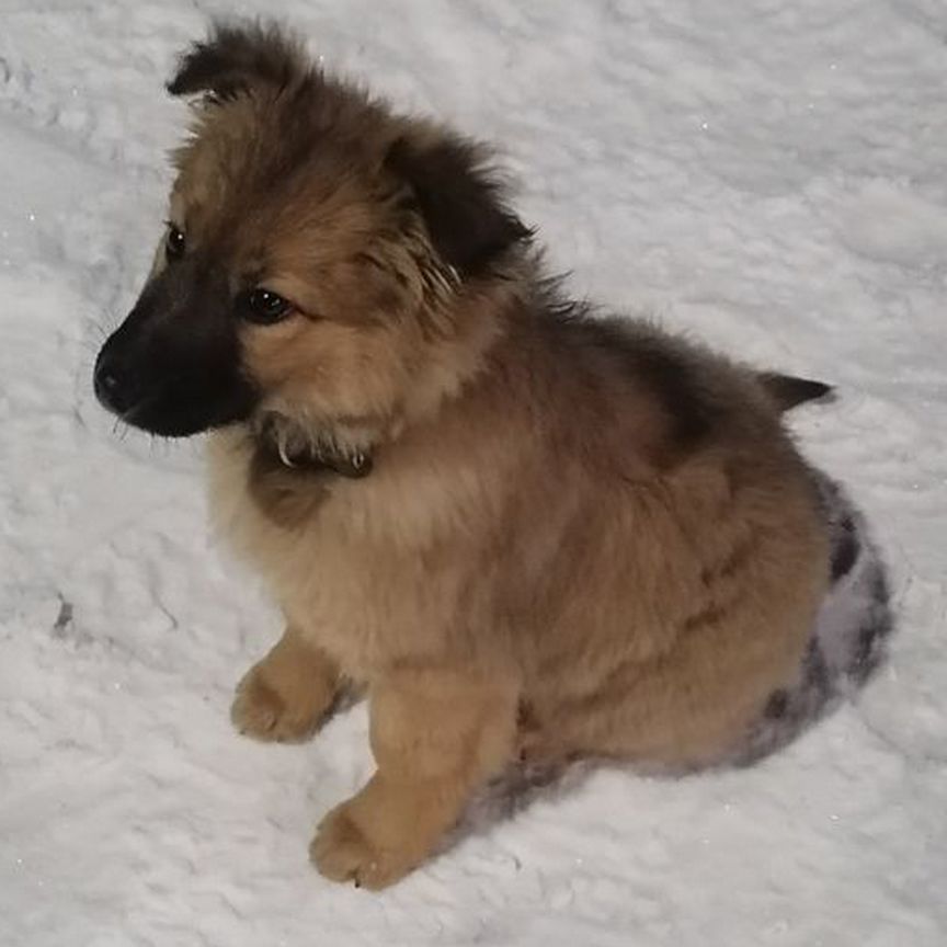 Щенок от частного владельца