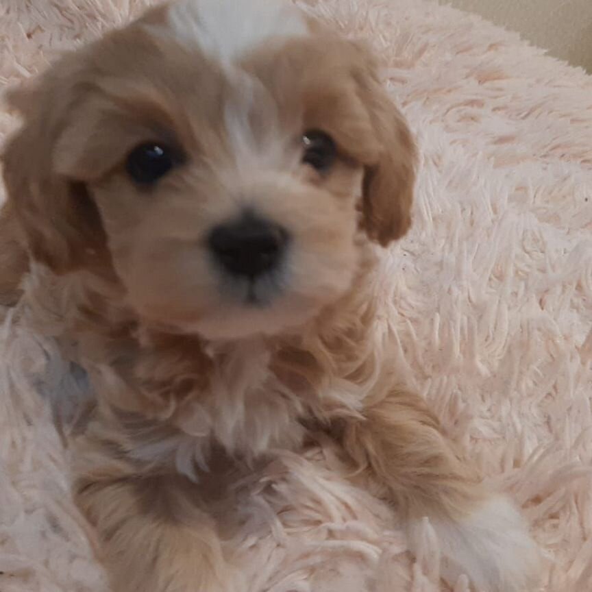 Щенки мальтипу f1