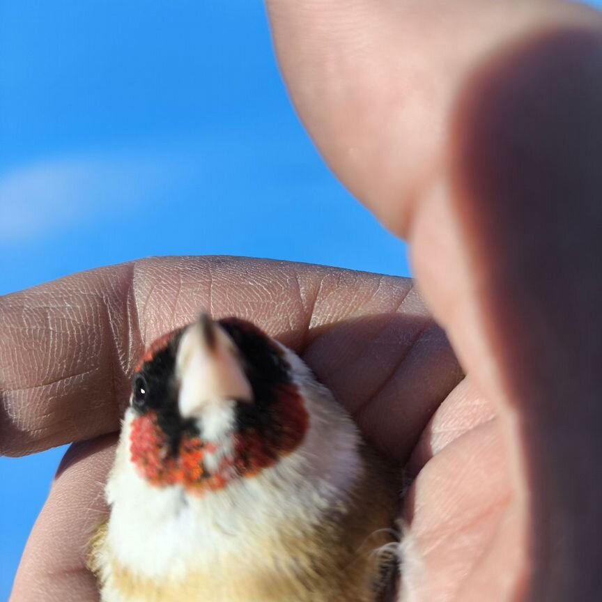 Щегол белобородый