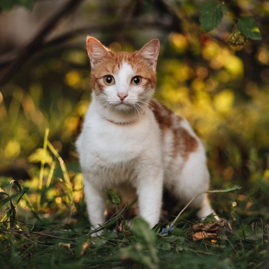 Ты покажешь мне что такое дом