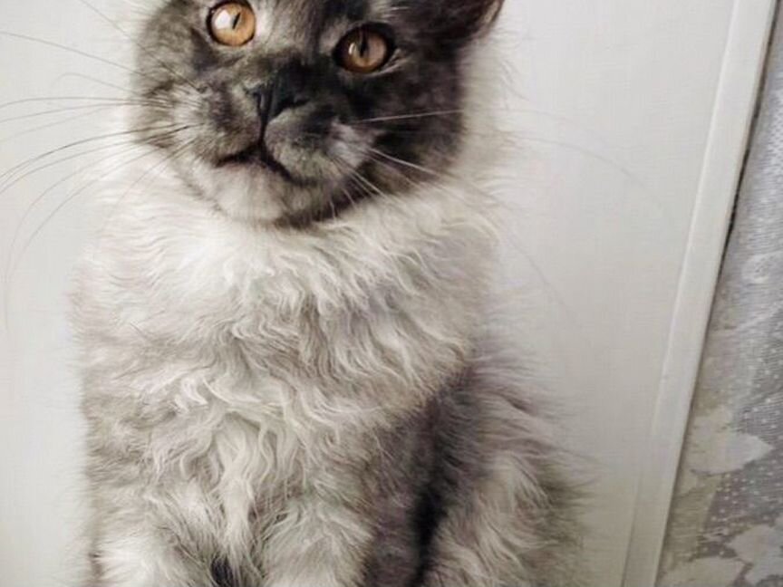 Мейнкун полидакты котята, вязка