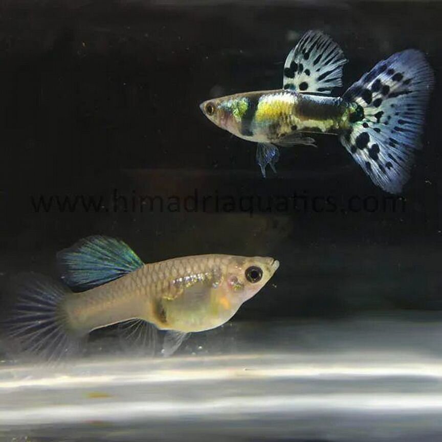 Гуппи - tiger galaxy blue white