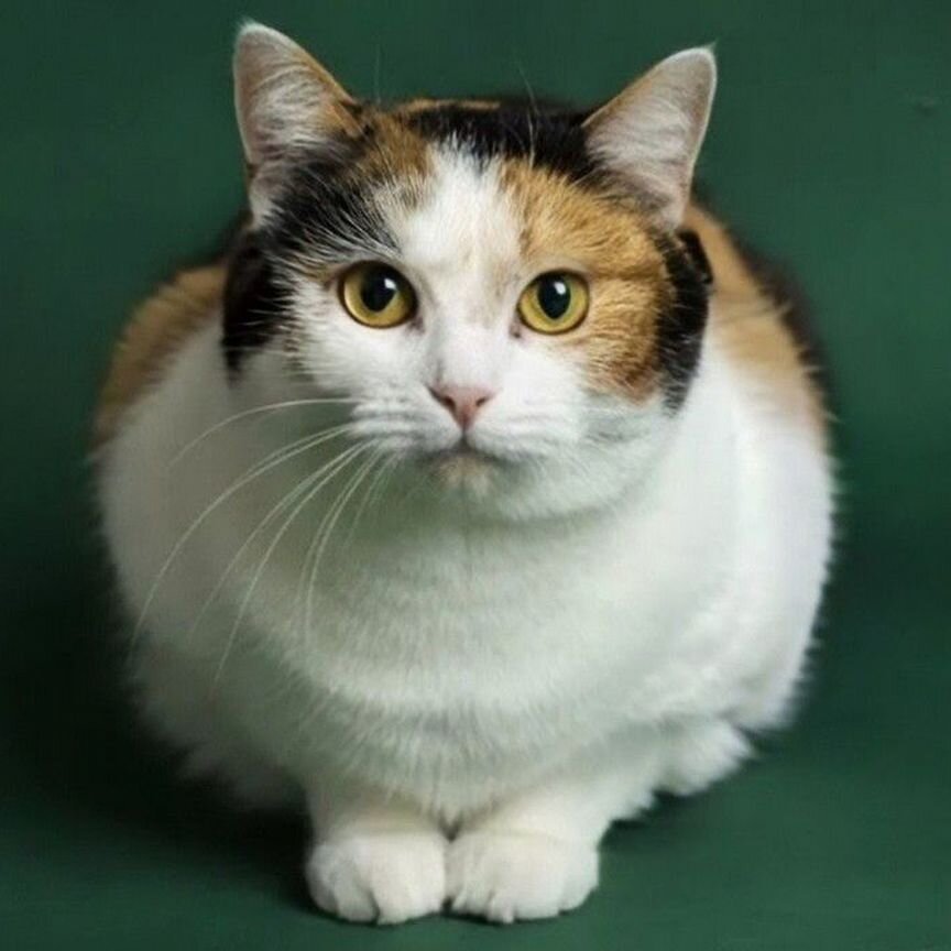 Взрослая, кошка в добрые руки