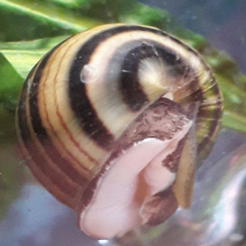 Улитки аквариумные ампулярии