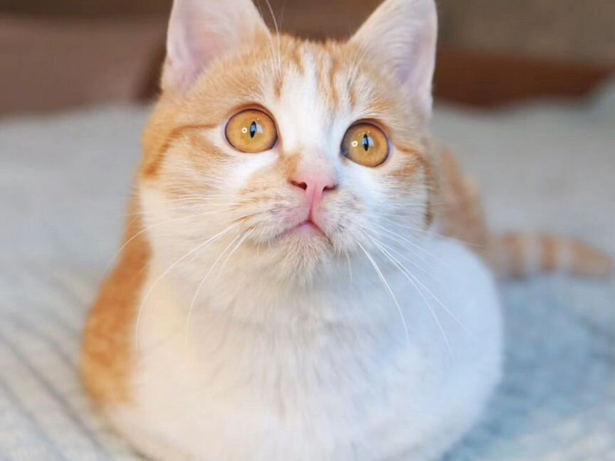 Рыжий котенок в добрые руки