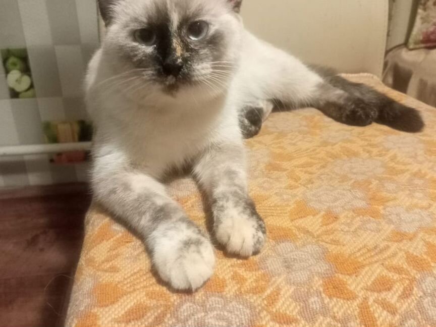 2 Кошечки в добрые руки