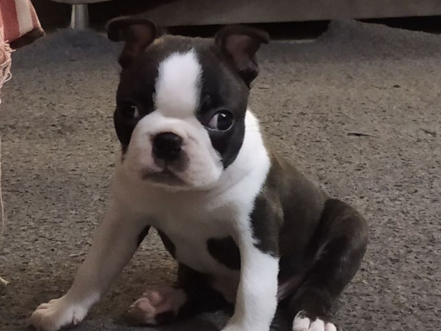 Бостон терьер