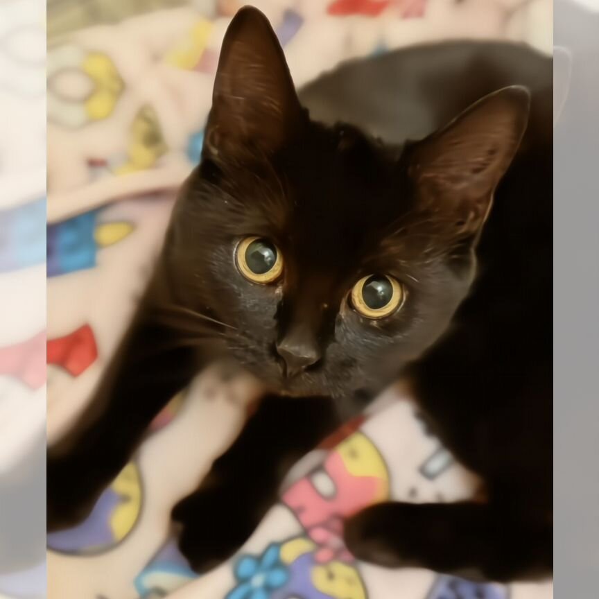 Европейский короткошёрстный котёнок