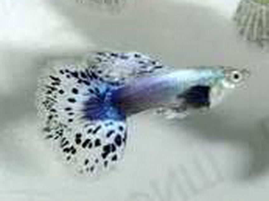 Гуппи Голубой орёл Чистая линия