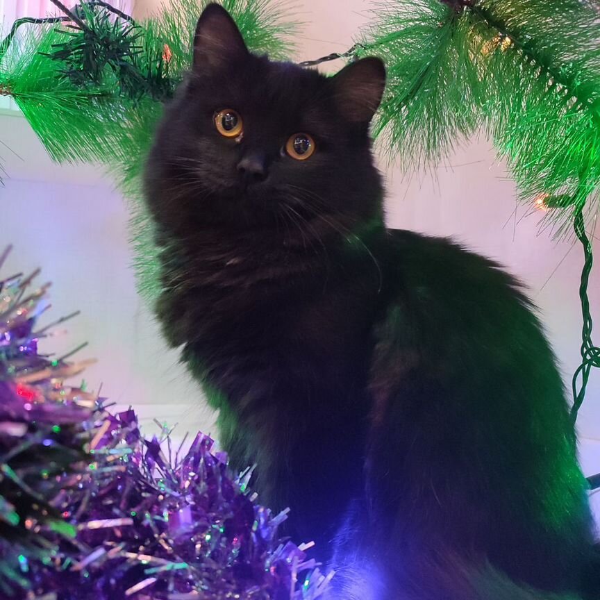 Кошки в добрые руки бесплатно