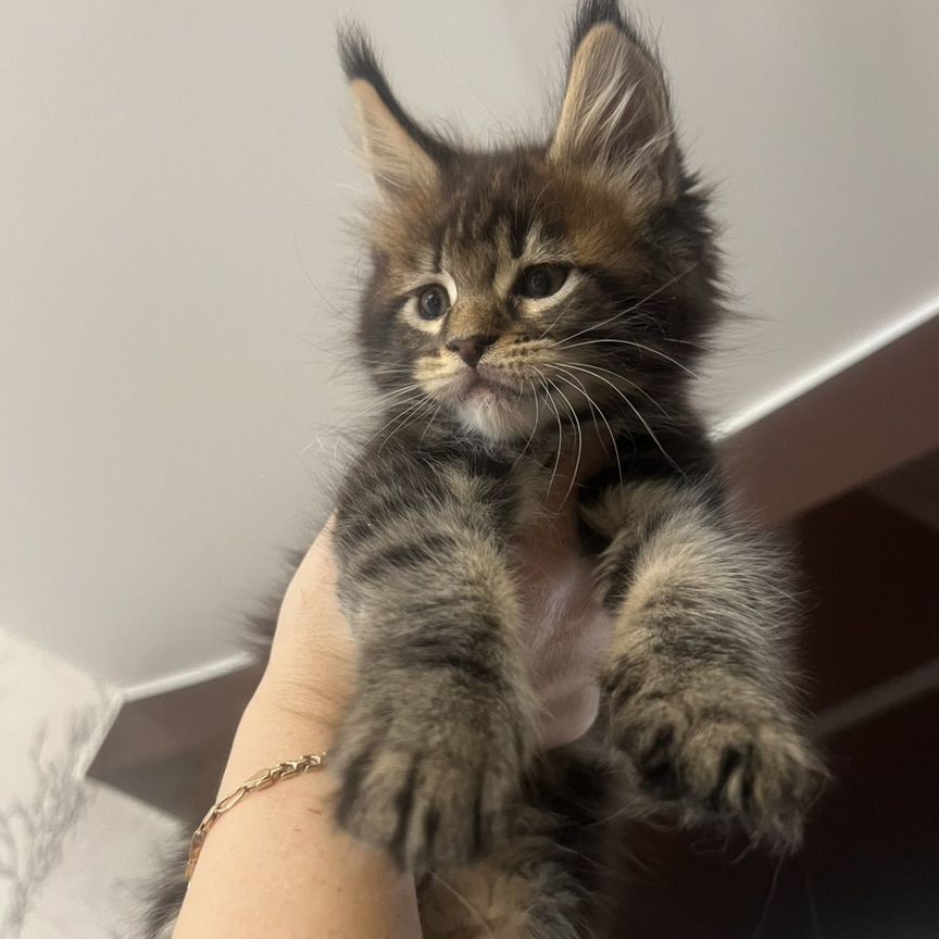 Мейн-кун котёнок