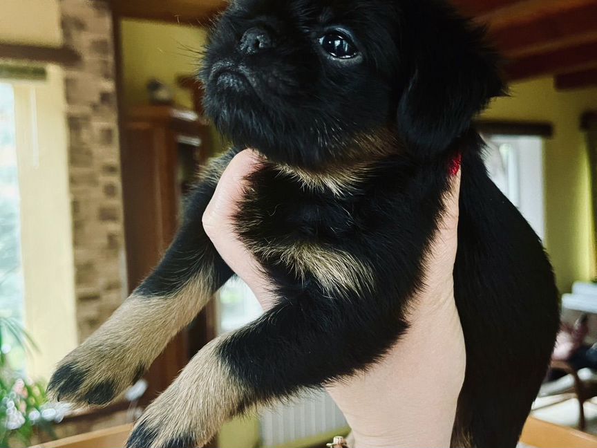 Красавчик гриффон