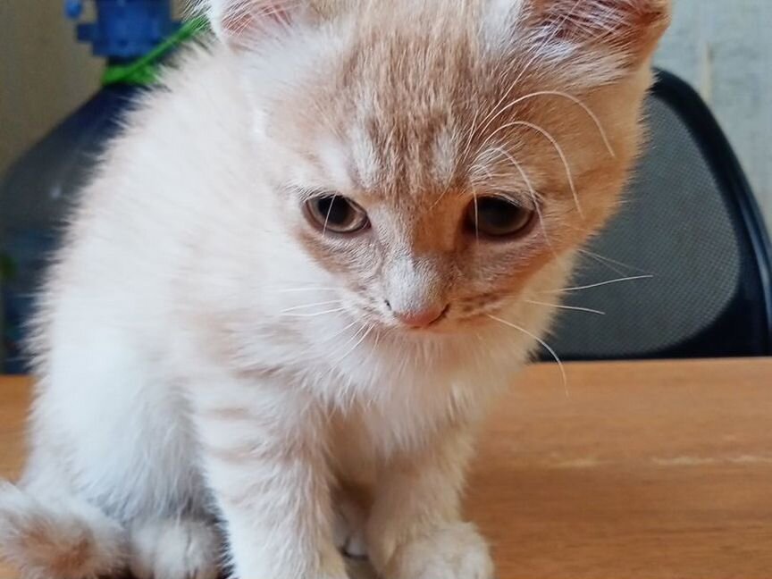 Отдам в хорошие руки котенка