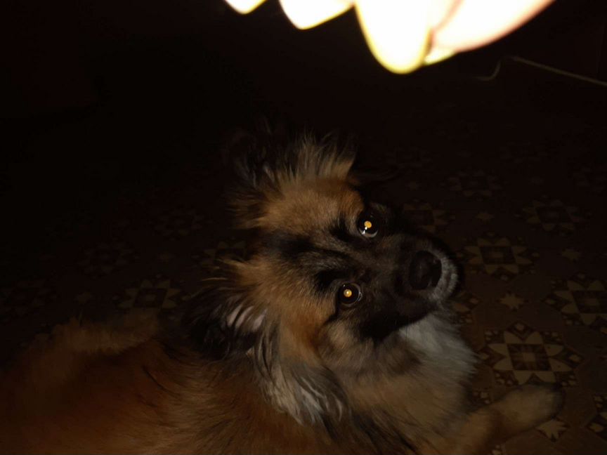 Немецкий шпиц вязка