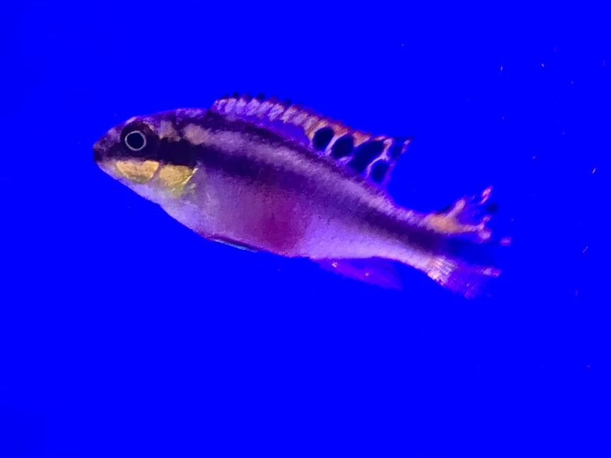 Пельвикахромис самка