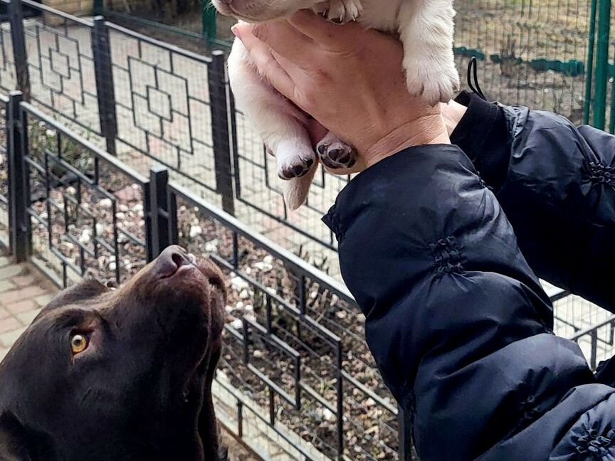 Щенка лабрадора РКФ 0,5 месяцев