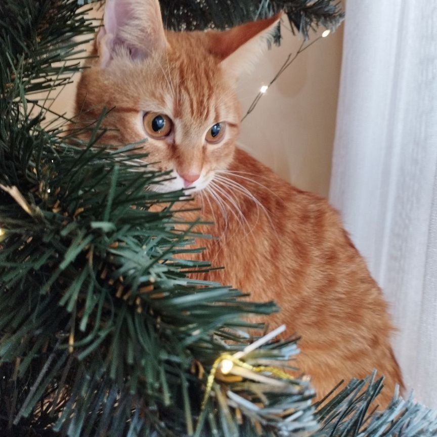 Котёнок в добрые руки