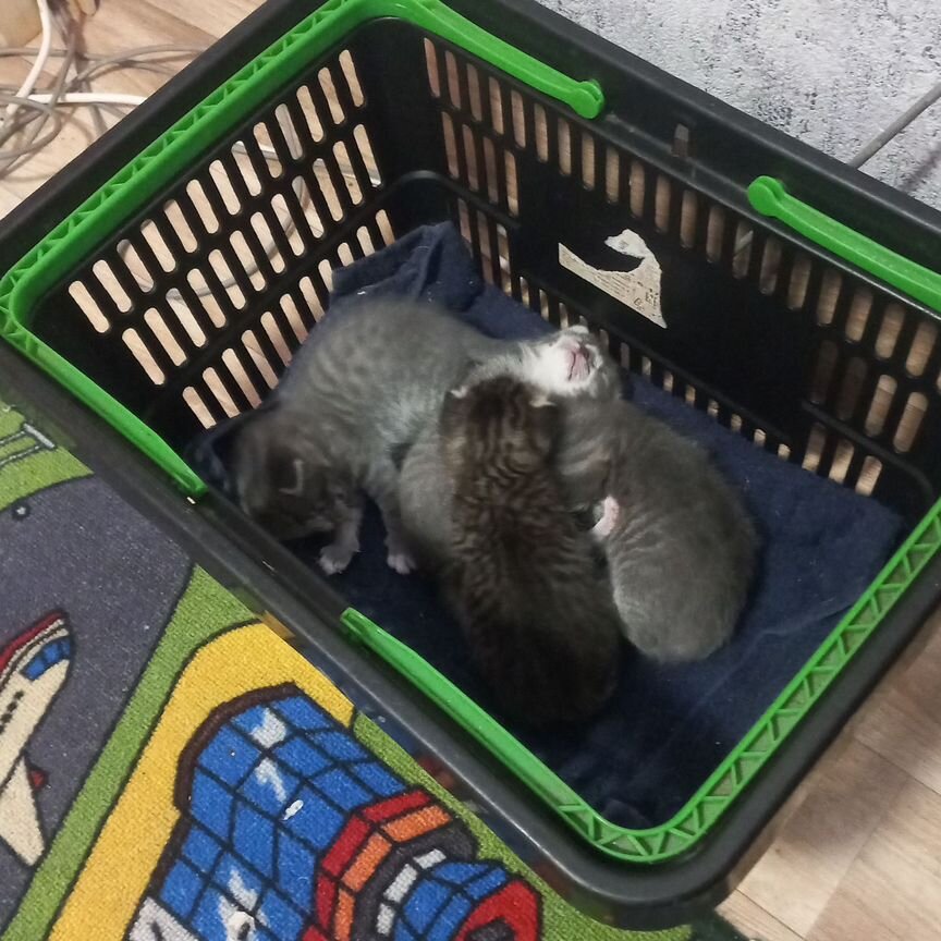 Котята в добрые руки бесплатно