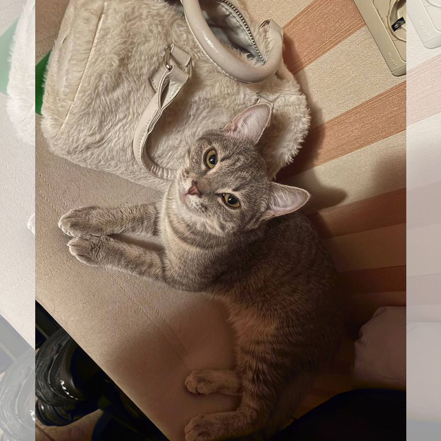 Котёнок в добрые руки