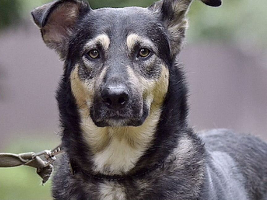 Собака в добрые руки даром бесплатно