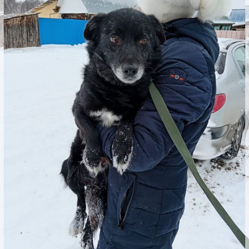 Собака в добрые руки