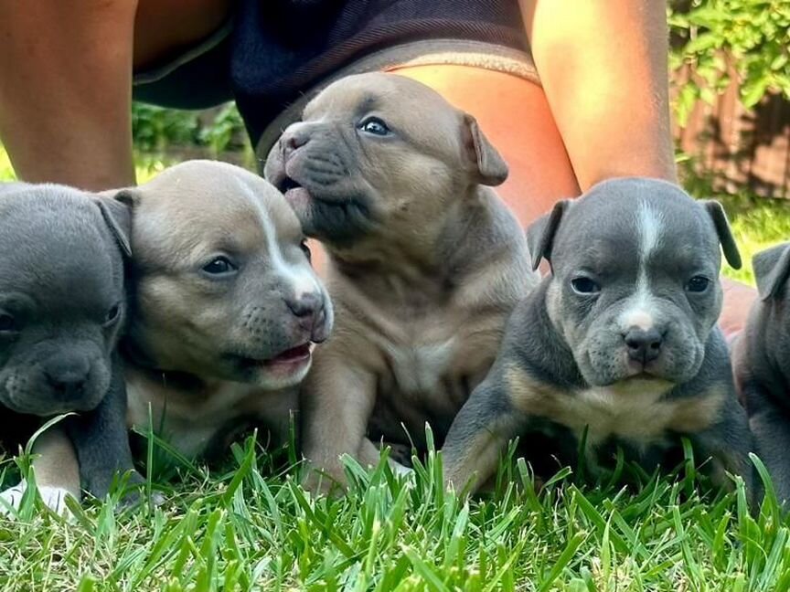 Америкаснкий булли