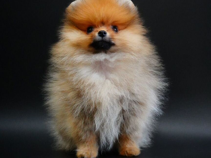 Померанское счастье