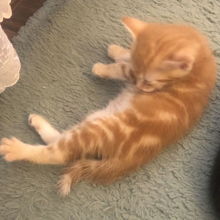 Котёнок в добрые руки