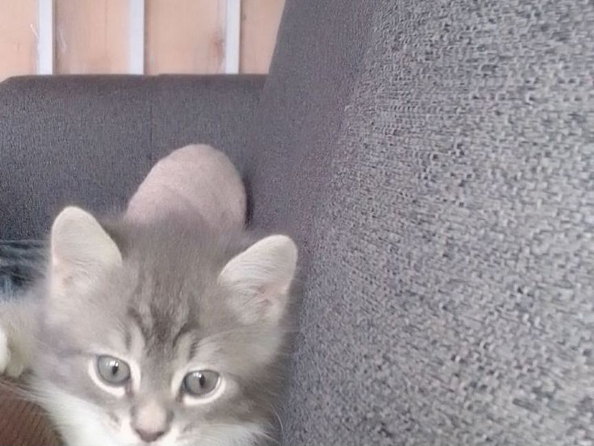 Продам милого котёнка