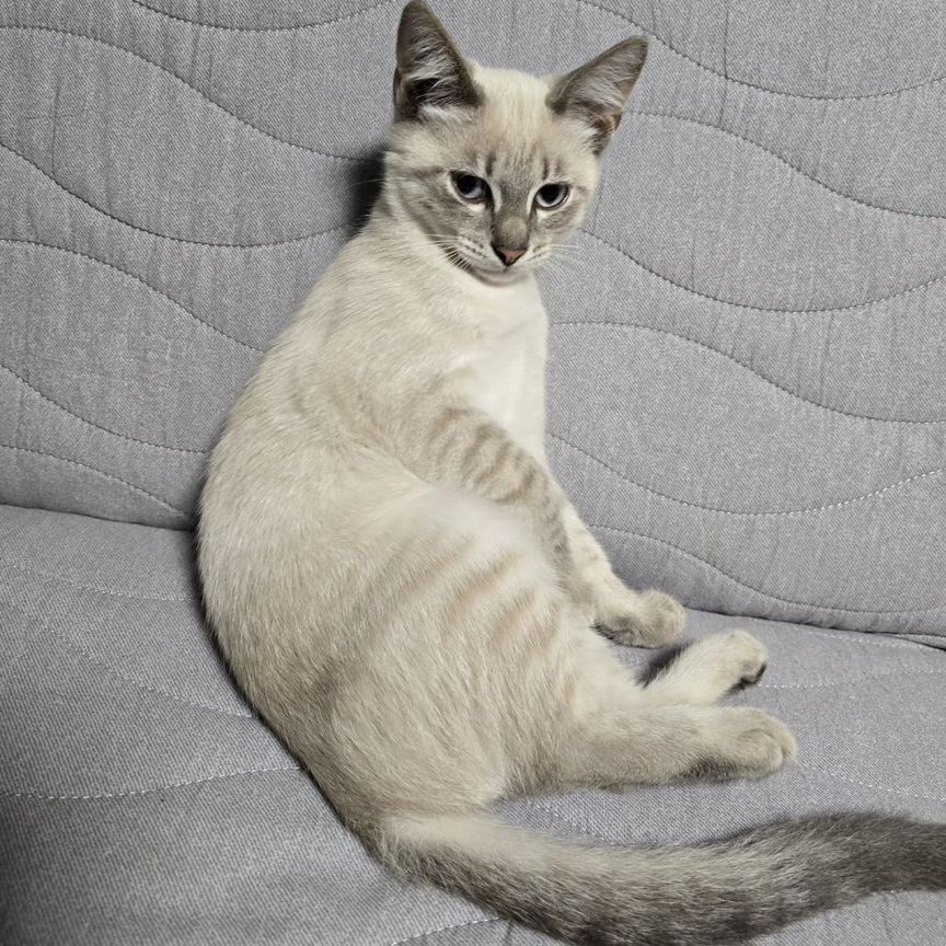 Котенок тайской породы