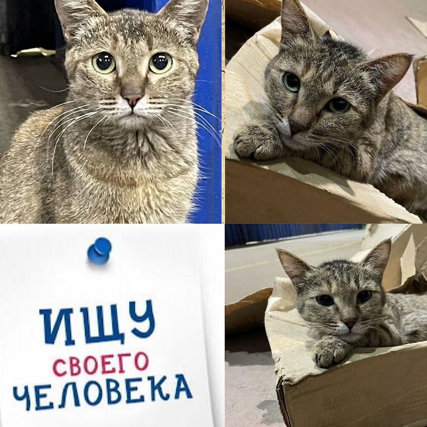 Кошечка в семью взрослых людей