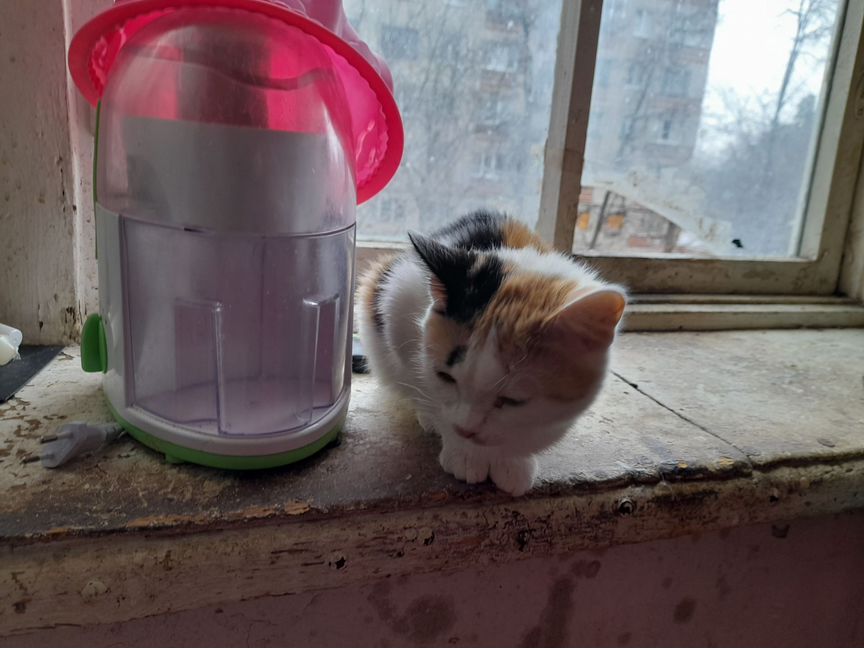 Котики из неблагополучной семьи в добрые руки