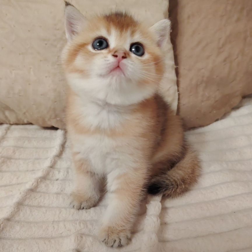Британский короткошёрстный котёнок