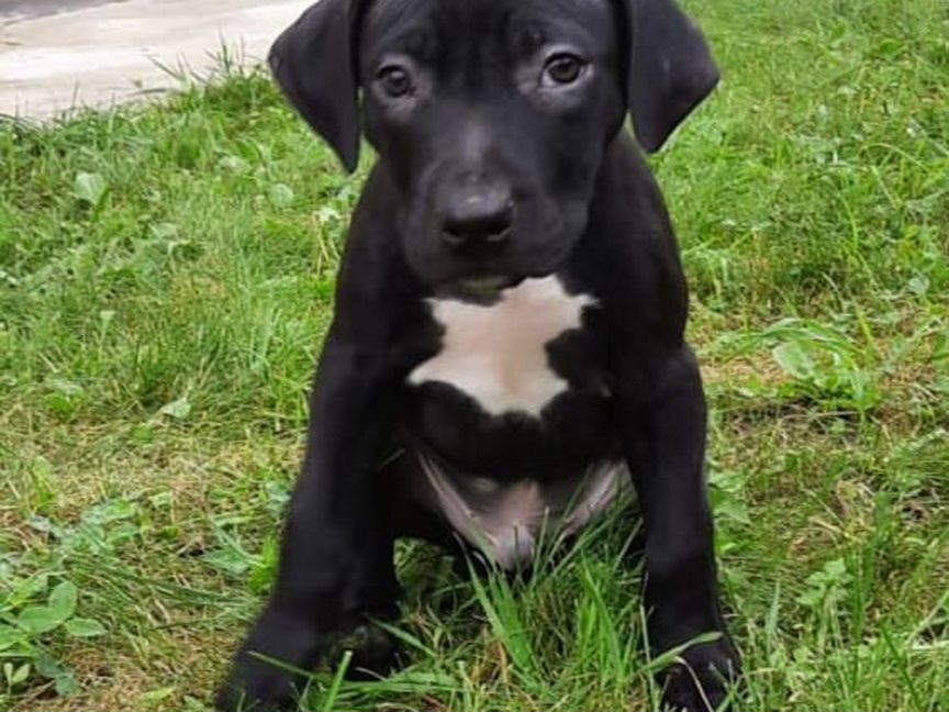 Щенок питбуля