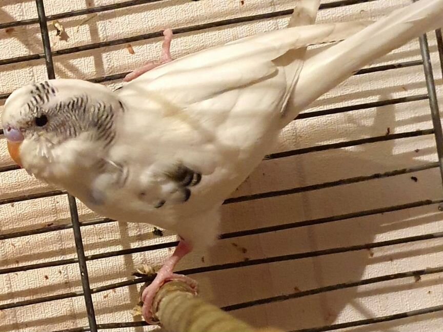 Волнистый попугай